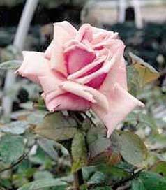 Rose (Rosa 'Emily') in the Roses Database - Garden.org