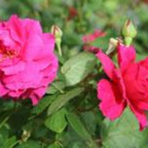 Rose (Rosa 'Forever Irene') in the Roses Database - Garden.org