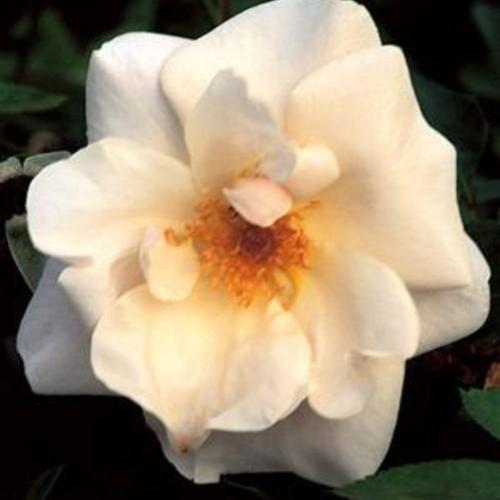 Rose (Rosa 'Cole's Settlement') in the Roses Database - Garden.org