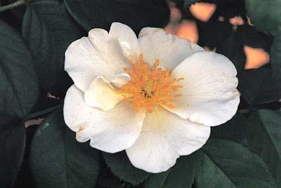 Rose (Rosa 'Gideon Lincecum') in the Roses Database - Garden.org