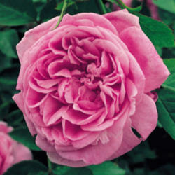 Rose (Rosa 'Hermosa') in the Roses Database - Garden.org