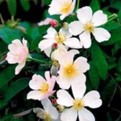 Rose (Rosa 'Kathleen') in the Roses Database - Garden.org