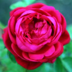 Rose (Rosa 'Henry Nevard') in the Roses Database - Garden.org