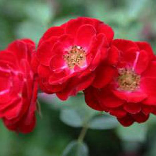 Rose (Rosa 'Magic Dragon') in the Roses Database - Garden.org