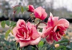 Rose (Rosa 'McClinton Tea') in the Roses Database - Garden.org