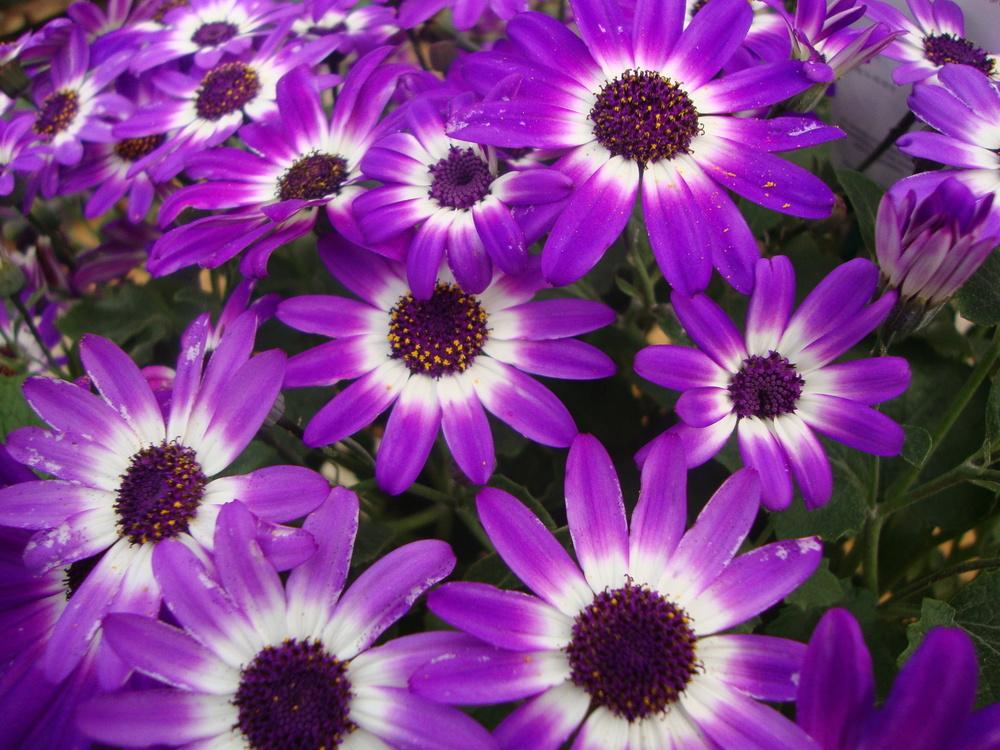 Photo of the bloom of Florist's Cineraria (Pericallis Senetti® Violet ...