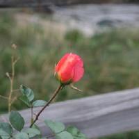 Photo of the bloom of Rose (Rosa 'Sundowner') posted by Calif_Sue ...