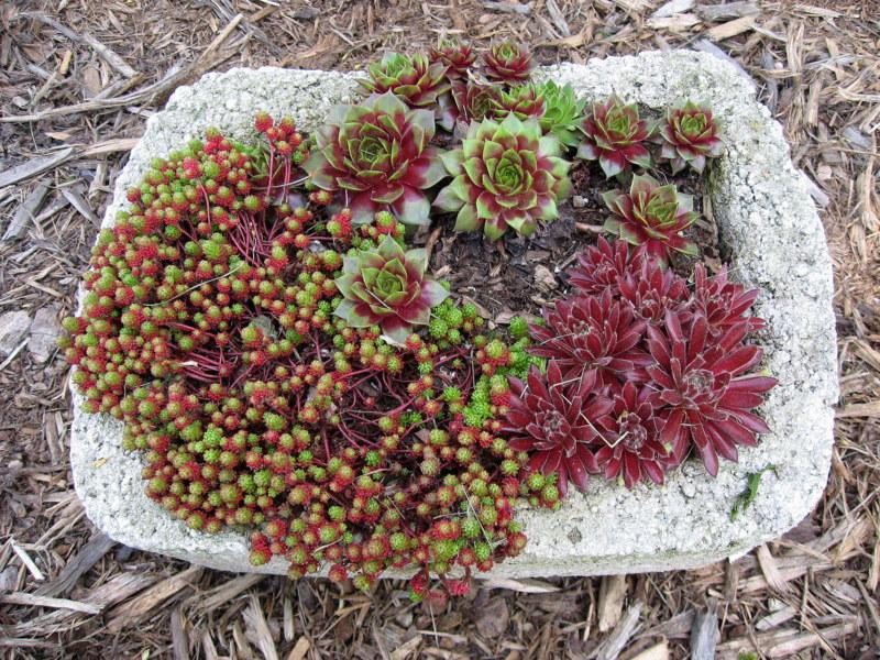 Growing Sempervivum in Containers - Garden.org