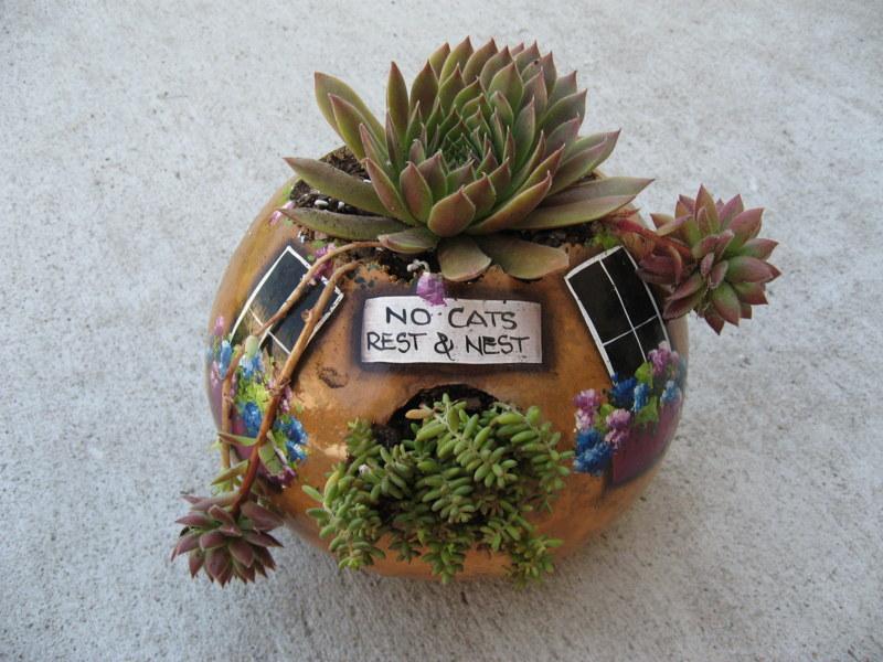 Growing Sempervivum in Containers - Garden.org