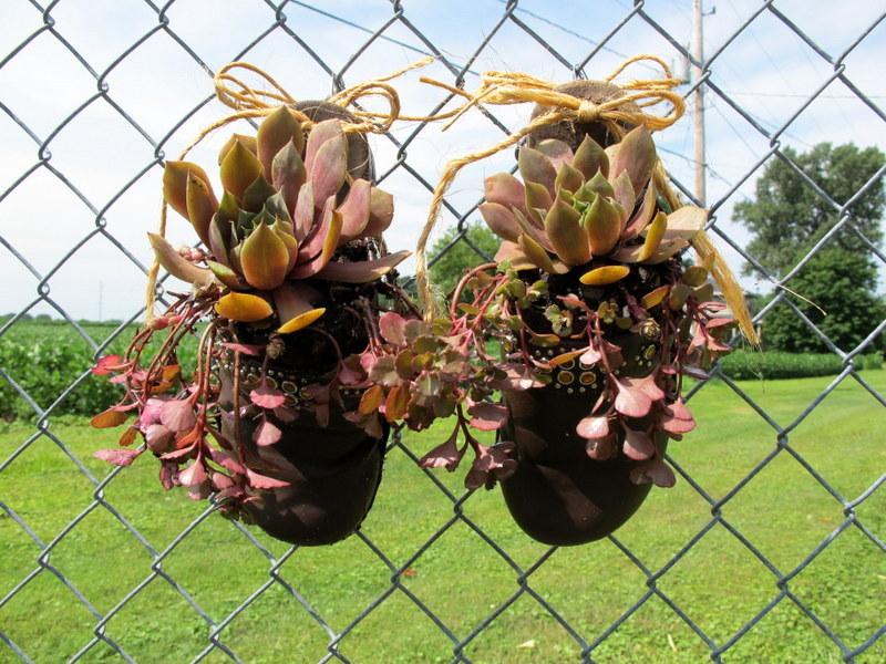 Growing Sempervivum in Containers - Garden.org