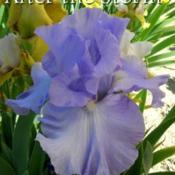Photo of the bloom of Tall Bearded Iris (Iris 'After the Storm') posted ...