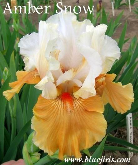 Tall Bearded Iris (Iris 'Amber Snow') in the Irises Database - Garden.org