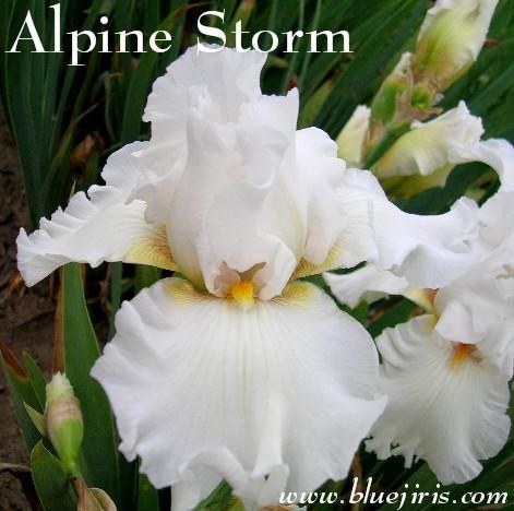Tall Bearded Iris (Iris 'Alpine Storm') in the Irises Database - Garden.org