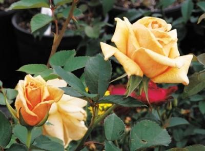 Photo of the bloom of Rose (Rosa 'Winter Sunset') posted by Calif_Sue ...