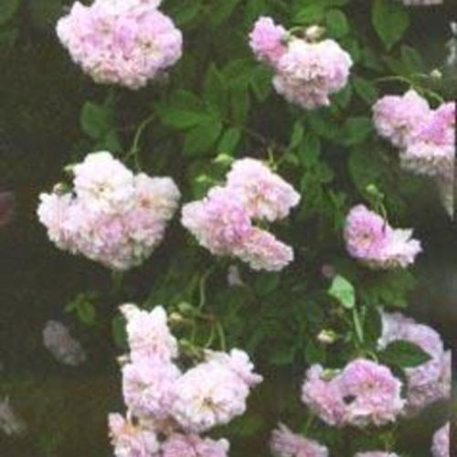 Rose (Rosa 'Multiflora Carnea') in the Roses Database - Garden.org