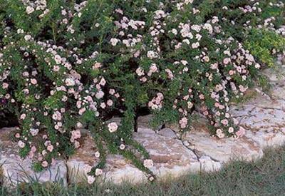 Rose (Rosa 'Petite Pink Scotch') in the Roses Database - Garden.org