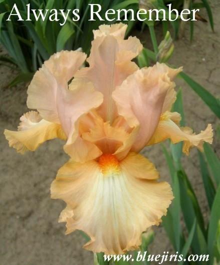 Tall Bearded Iris (Iris 'Always Remember') in the Irises Database ...