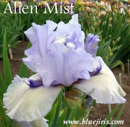 Photo of the bloom of Tall Bearded Iris (Iris 'Alien Mist') posted by ...