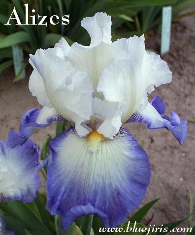 Photo of the bloom of Tall Bearded Iris (Iris 'Alizés') posted by Calif ...