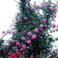 Rose (Rosa 'Setina') in the Roses Database - Garden.org