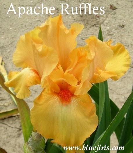 Tall Bearded Iris (Iris 'Apache Ruffles') in the Irises Database ...
