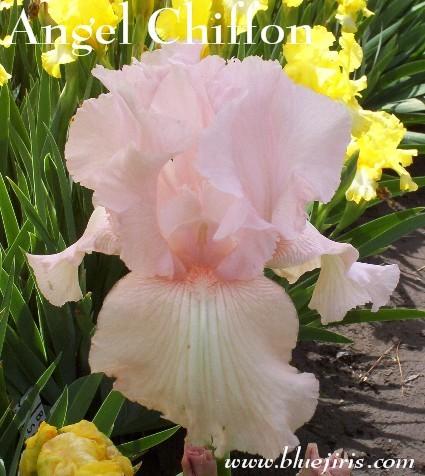 Tall Bearded Iris (Iris 'Angel Chiffon') in the Irises Database ...