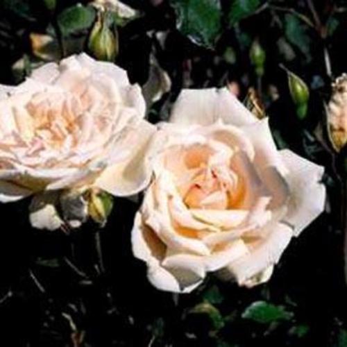 Rose (Rosa 'Puerto Rico') in the Roses Database - Garden.org