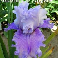 Photo of the bloom of Tall Bearded Iris (Iris 'Ascent of Angels ...