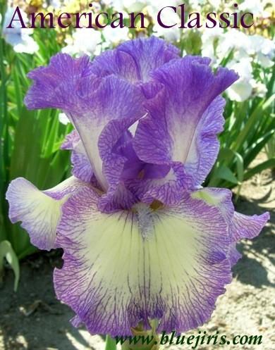 Photo of the bloom of Tall Bearded Iris (Iris 'American Classic ...