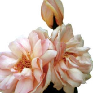 Rose (Rosa 'Sweet Frances') in the Roses Database - Garden.org