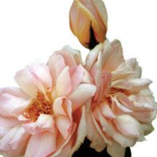 Rose (Rosa 'Sweet Frances') in the Roses Database - Garden.org