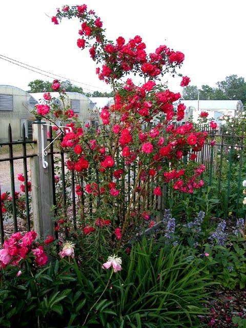 Photo of the entire plant of Rose (Rosa 'Henry Kelsey') posted by ...