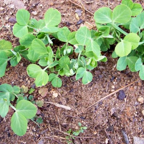 English Pea (Lathyrus oleraceus 'Dark Green Perfection') in the Peas ...