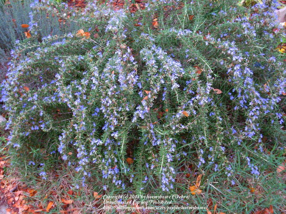 Photo of the entire plant of Rosemary (Salvia rosmarinus Irene™) posted ...