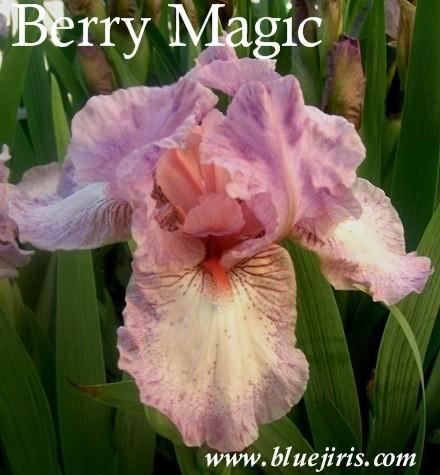 Intermediate Bearded Iris (Iris 'Berry Magic') in the Irises Database ...