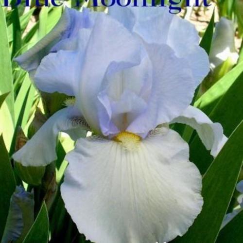 Tall Bearded Iris (Iris 'Blue Moonlight') in the Irises Database ...