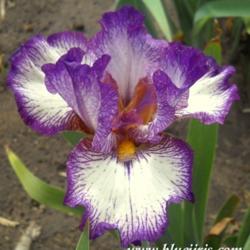 Tall Bearded Iris (Iris 'Berry Ripple') in the Irises Database - Garden.org