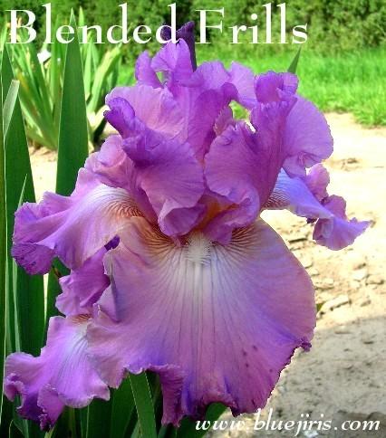 Tall Bearded Iris (Iris 'Blended Frills') in the Irises Database ...