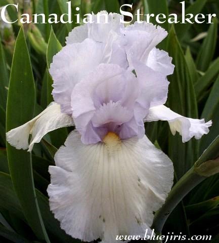 Photo of the bloom of Tall Bearded Iris (Iris 'Canadian Streaker ...