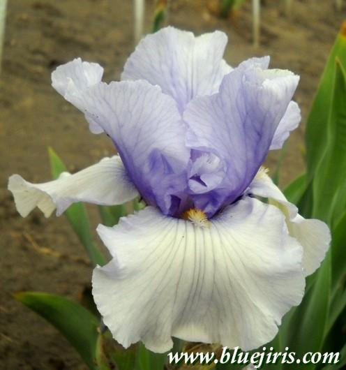Tall Bearded Iris (Iris 'Call Me Blue') in the Irises Database - Garden.org
