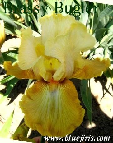 Tall Bearded Iris (Iris 'Brassy Bugler') in the Irises Database ...