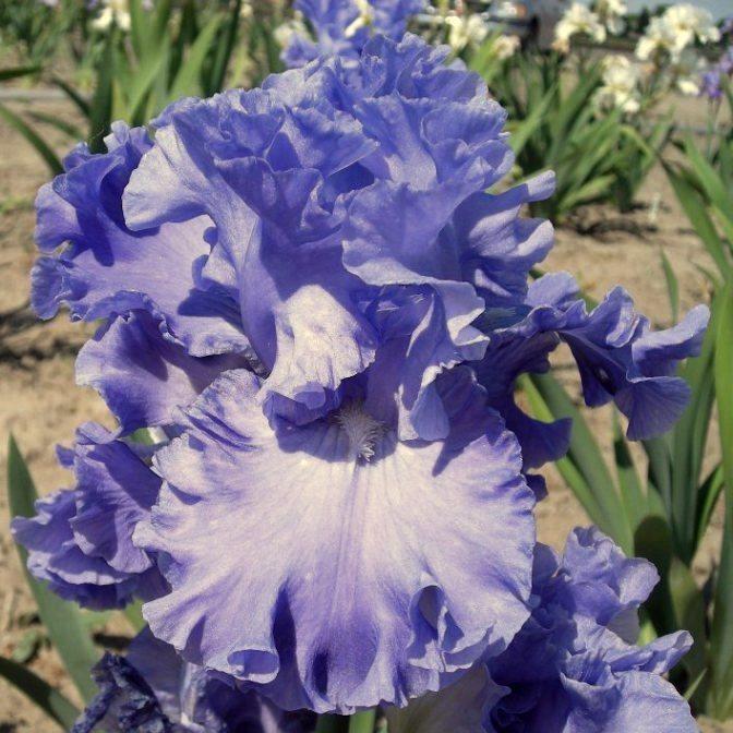Photo of the bloom of Tall Bearded Iris (Iris 'Bubblicious Blue ...