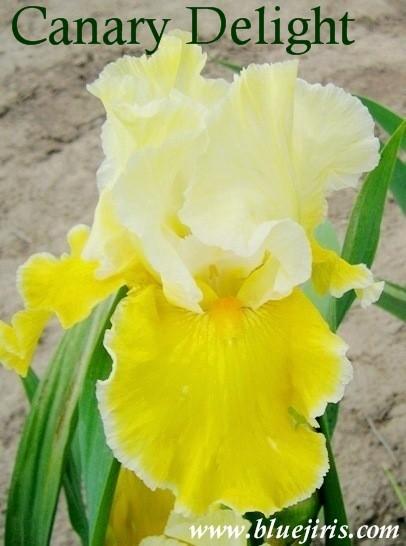 Photo of the bloom of Tall Bearded Iris (Iris 'Canary Delight') posted ...