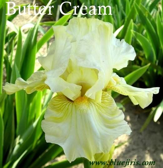 Border Bearded Iris (Iris 'Butter Cream') in the Irises Database ...