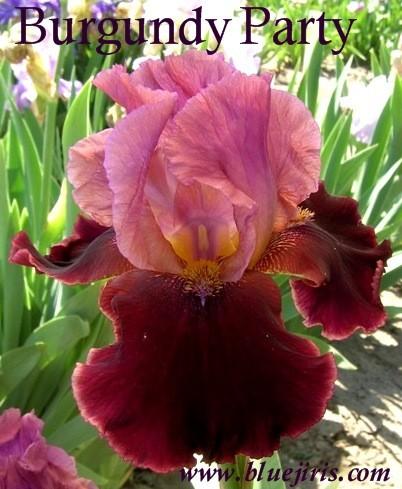 Tall Bearded Iris (Iris 'Burgundy Party') in the Irises Database - Garden.org