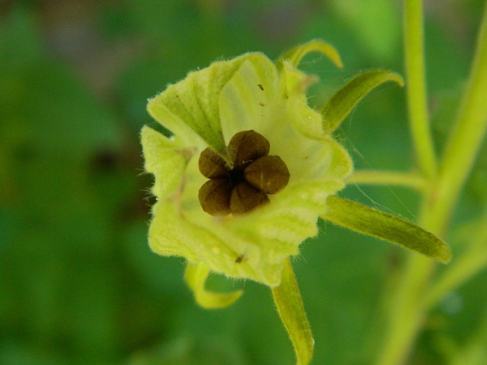 Photo of the seed pods or heads of Rock Rose (Pavonia lasiopetala ...