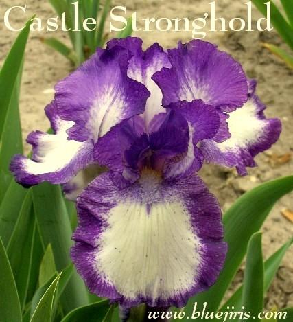 Border Bearded Iris (Iris 'Castle Stronghold') in the Irises Database ...
