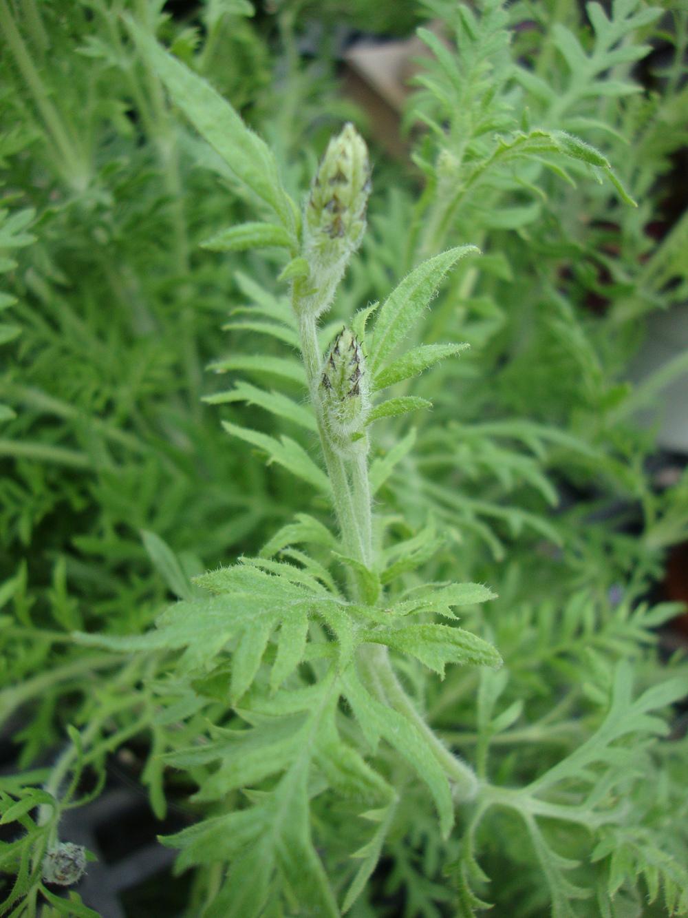 Photo of the closeup of buds, sepals and receptacles of Fernleaf ...