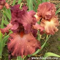 Photo of the bloom of Tall Bearded Iris (Iris 'Code Red') posted by ...