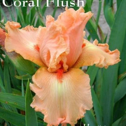 Tall Bearded Iris (Iris 'Coral Flush') in the Irises Database - Garden.org